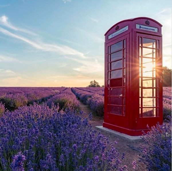 Lavender Field And Brighton Beach | Halal Tourism Britain